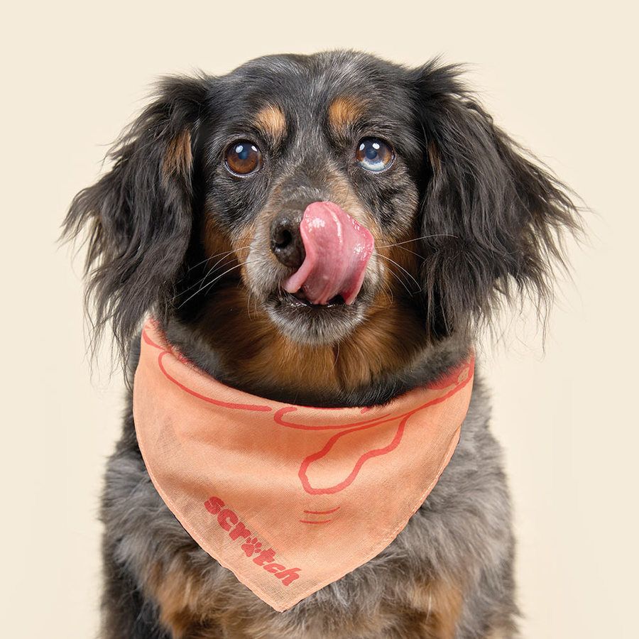 Grain-Free Mackerel & Salmon Dog Food | Scratch