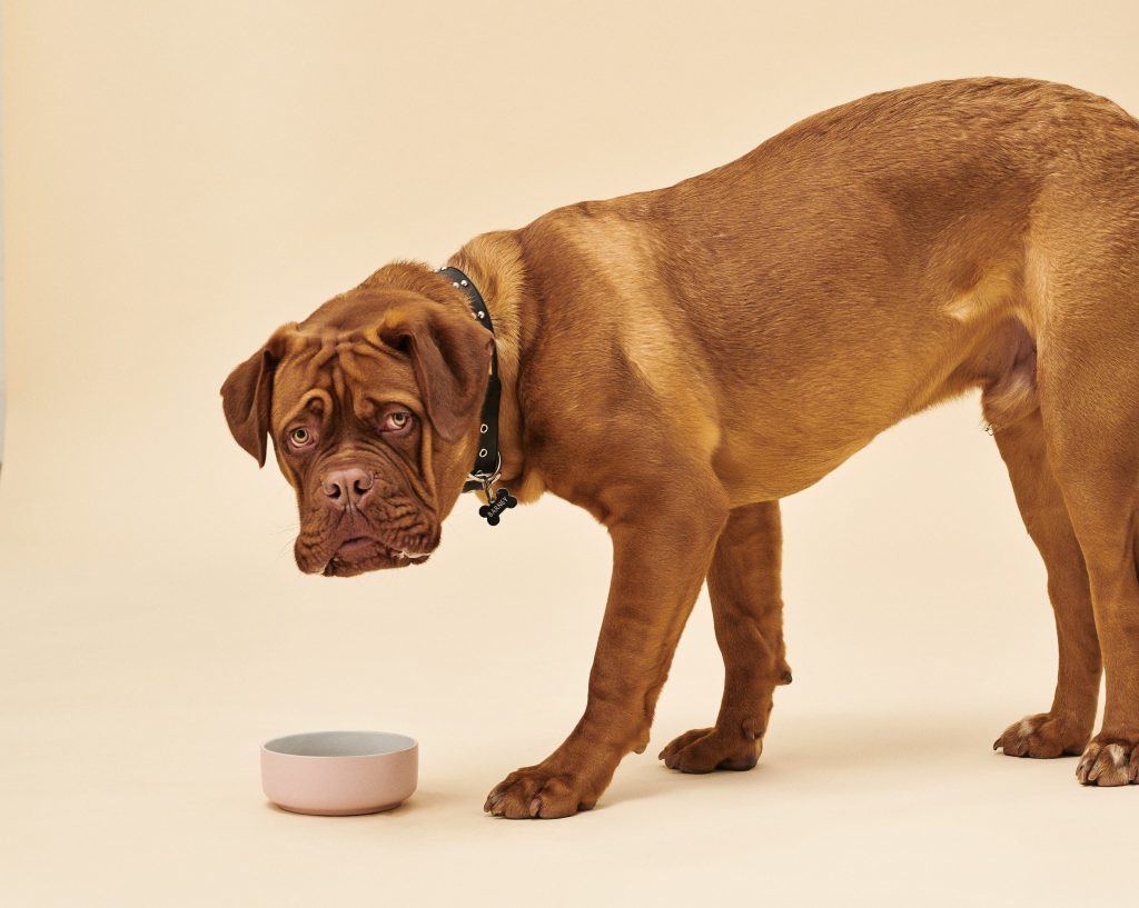 Can dogs have salt, and can you add salt to dog food? | Scratch