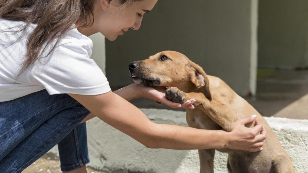 The ultimate guide to dog rescue | Scratch Australia