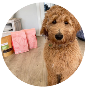 The best dog food for Groodles | Scratch Dog Food