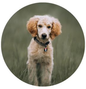 The best Australian dog food for Poodles | Scratch Dog Food