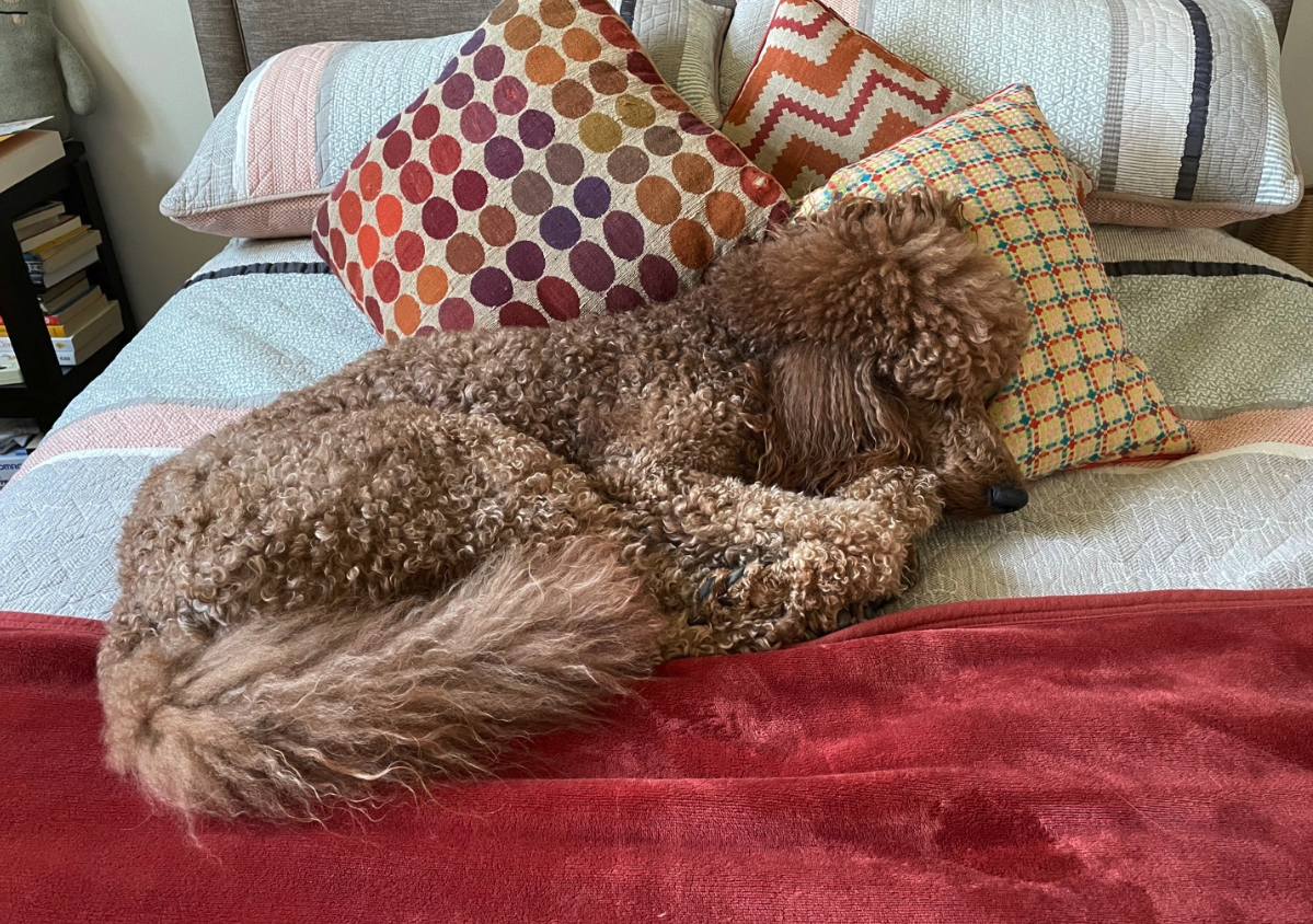 The best Australian dog food for Poodles | Scratch Dog Food