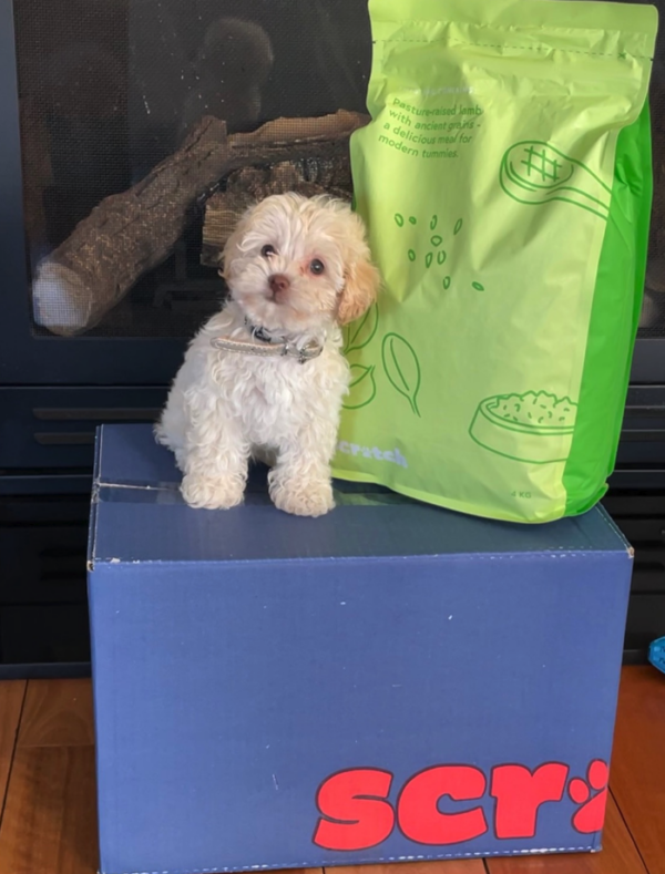 The best Australian dog food for Poodles | Scratch Dog Food