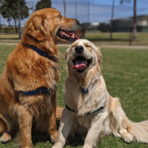 The best dog food for Golden Retrievers | Scratch Dog Food