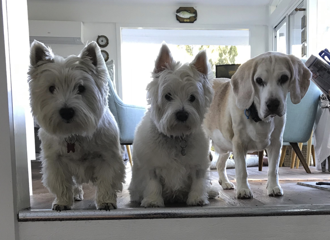 The best dog food for Beagles | Scratch Dog Food