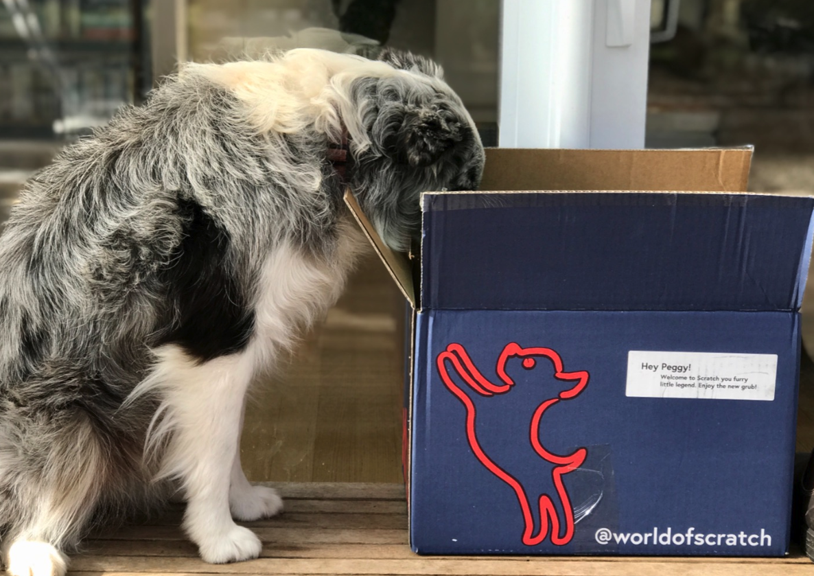 The best dog food for Border Collies | Scratch Dog Food