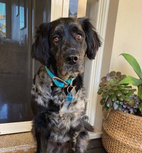 Dog Food Delivered in Sydney - Scratch