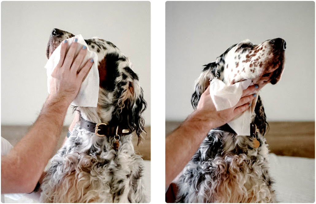 Confessions of a dog wipe sceptic - Scratch